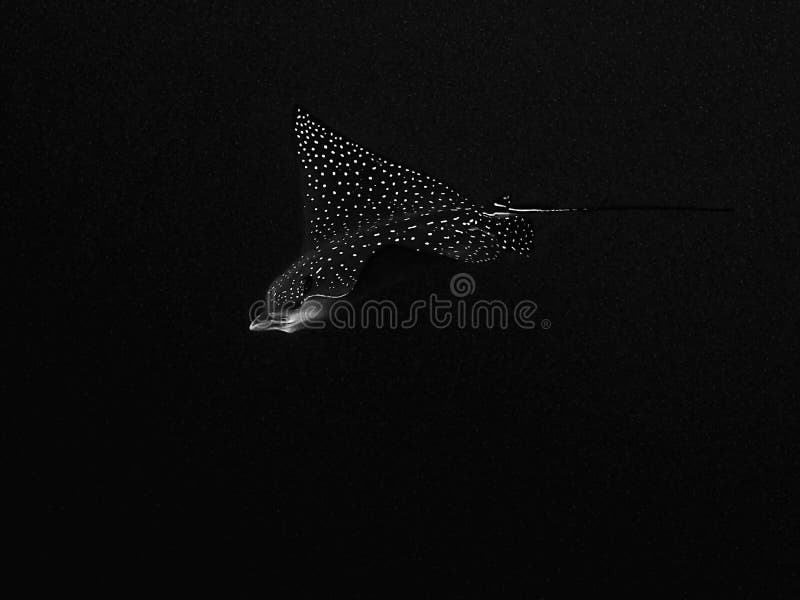 Black and White Spotted Eagle Ray Underwater Black Background Stock ...