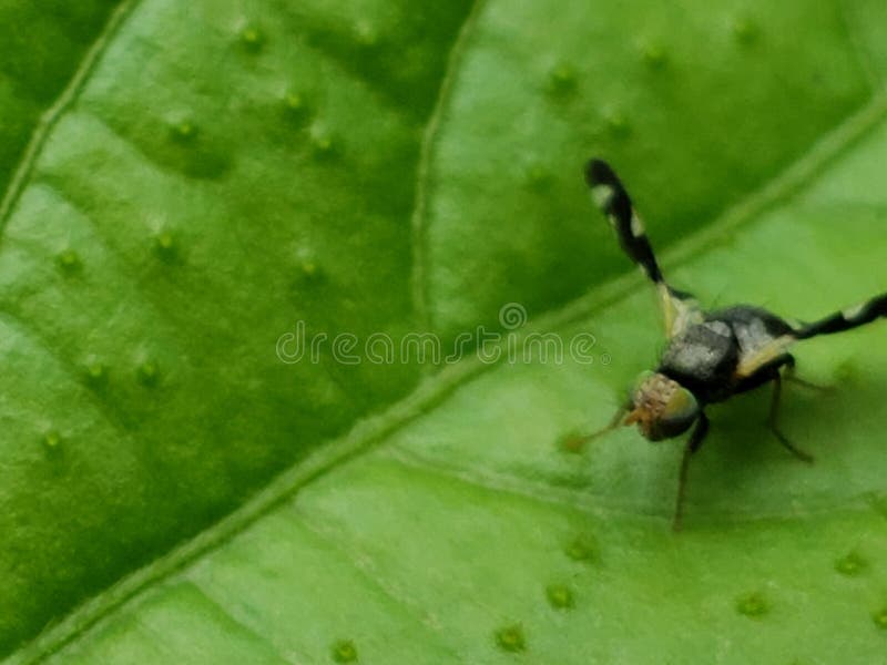 Black and White Spotted Fly on Green Leaf Stock Photo - Image of ...