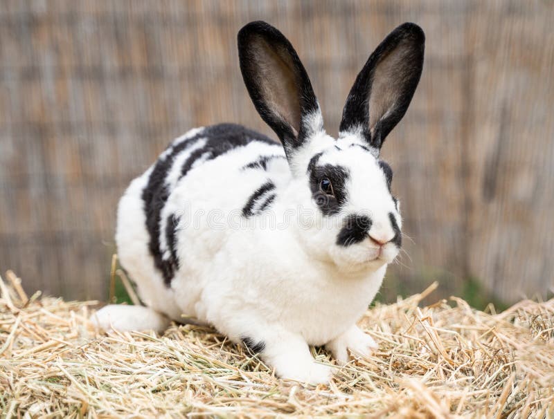 Black and White Spotted Rex Rabbit Sits on Dry Grass on a Sunny Day ...