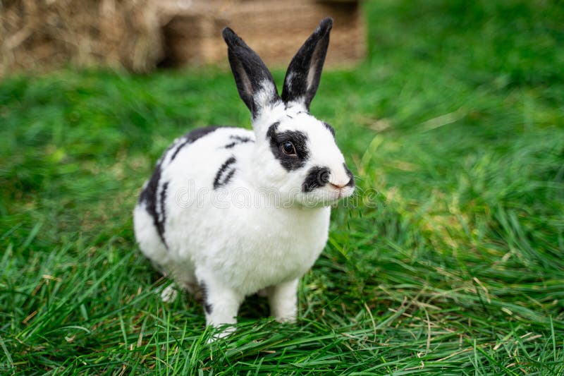 Black and White Spotted Rex Rabbit Sits on Green Grass on a Sunny Day ...
