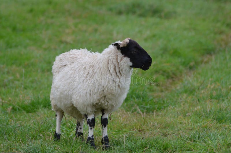 Black and White Spotted Sheep in a Field Stock Photo - Image of wild ...