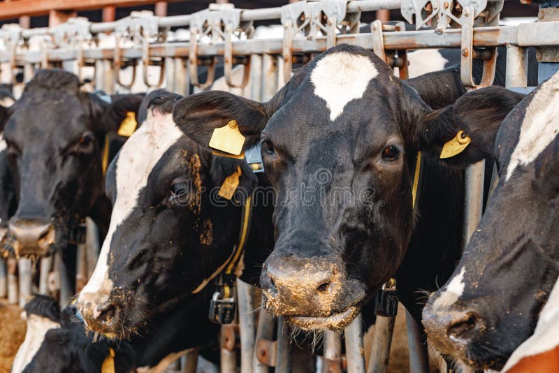 Black and White Spotty Cows on a Farm Stock Photo - Image of farming ...