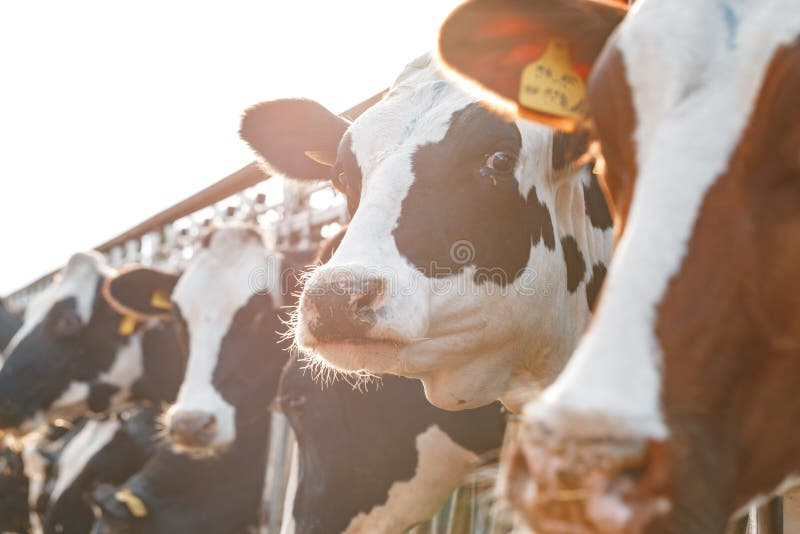 Black and White Spotty Cows on a Farm Stock Image - Image of farm ...