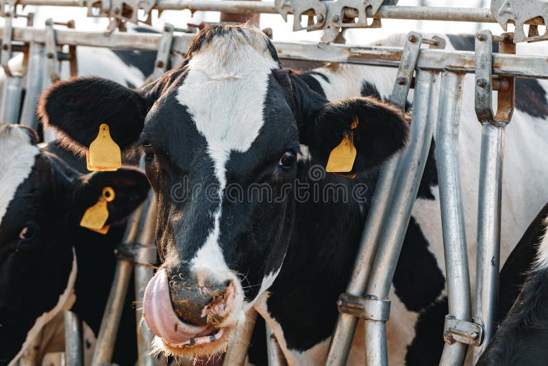 Black and White Spotty Cows on a Farm Stock Image - Image of cattle ...