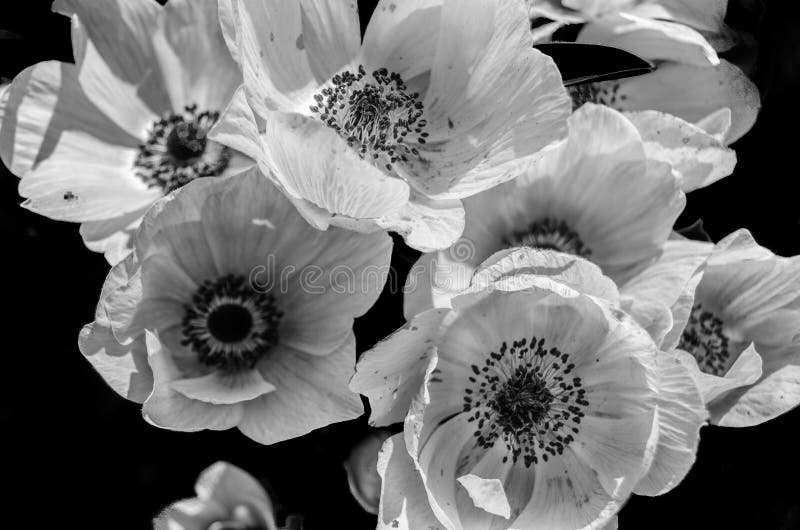 Black and White Image of Spring Flowers Stock Photo - Image of ...