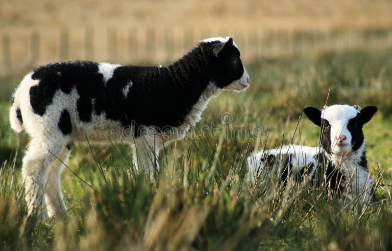 Spring lambs stock photo. Image of lambs, farmers, agriculture - 24118248