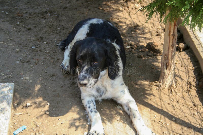 Black and White Springer Spaniel Stock Image - Image of black, italian ...