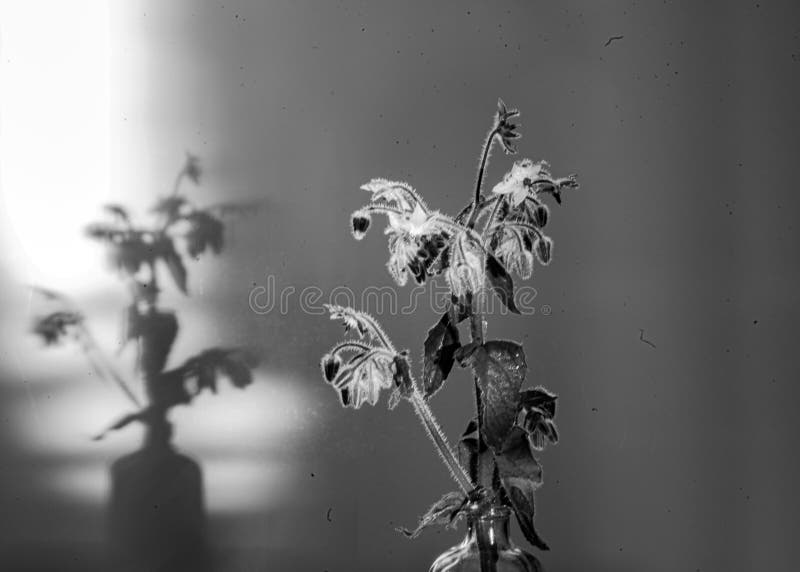 Black and White Still Life with Flower, Quiet Shadows in the Background ...