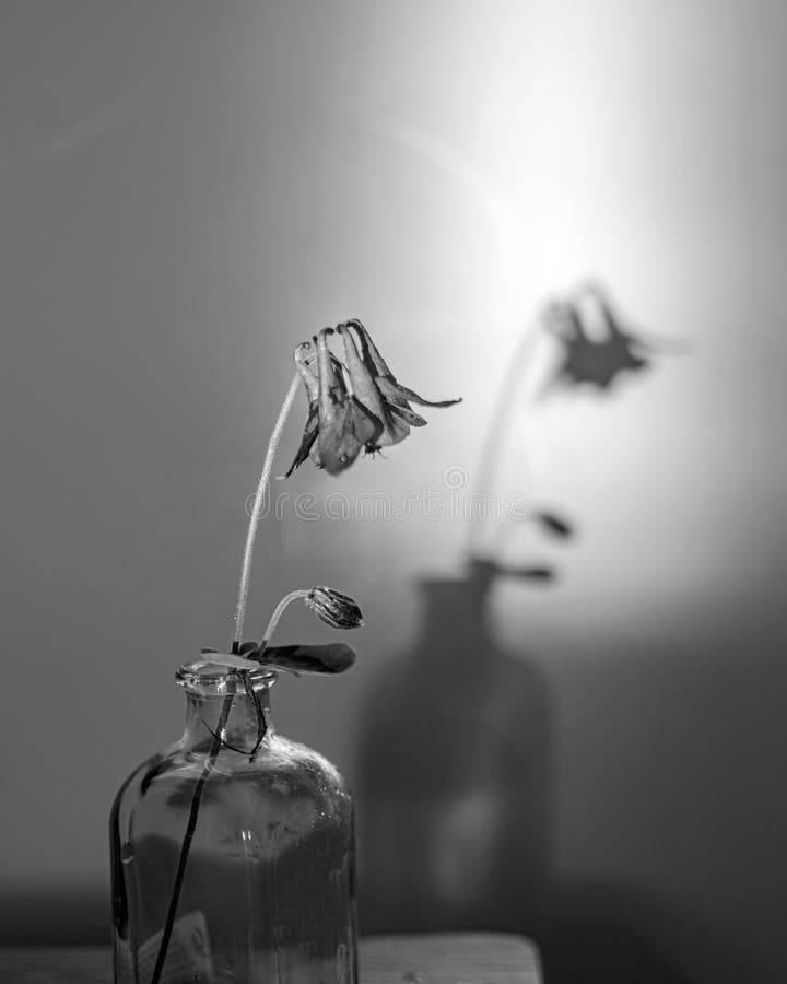 Black and White Still Life with Flower, Quiet Shadows in the Background ...