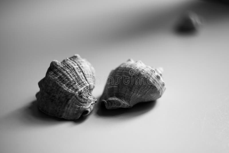 Black and White Still Life with Shells Stock Photo - Image of aquatic ...