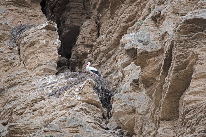 Black and White Stork with Vertical Rock Background in Falces, Navarra ...