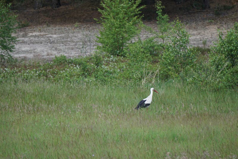 Stork walking on meadow stock image. Image of black - 250091217