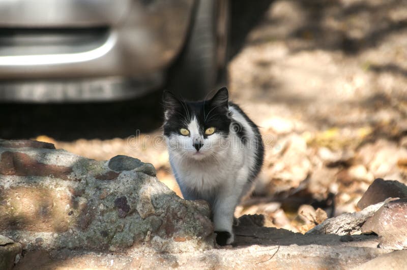 Black and white stray cat stock photo. Image of wildlife - 79881014