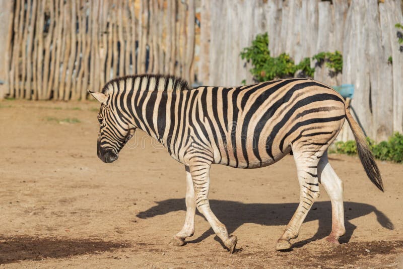 Black and White Striped Animal Zebra - Equus Stock Photo - Image of ...