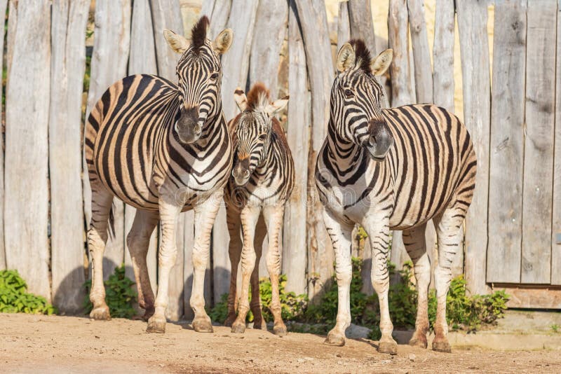 Black and White Striped Animal Zebra - Equus Stock Image - Image of ...
