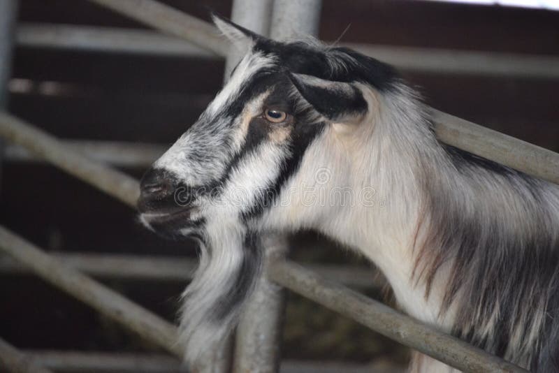 Black and White Striped Goat in a Farm Stock Photo - Image of livestock ...