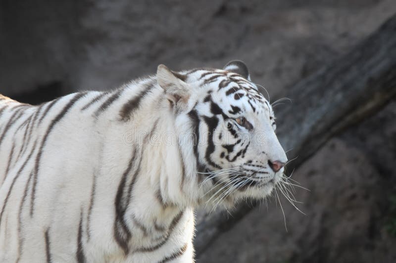 Black and White Striped Tiger Stock Photo - Image of elegance, strength ...