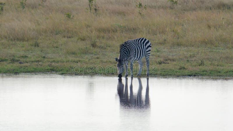 Black and White Striped Zebra Stands by a Tranquil Pond Drinking from ...