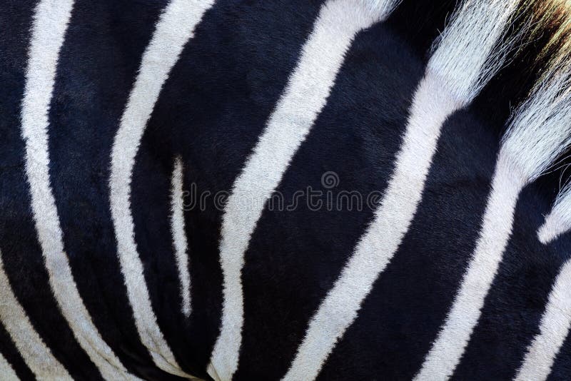 Black and White Stripes of Zebra Wool. Stock Photo - Image of carpet ...