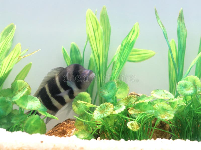 Black and White Stripped Tiger Fish Stock Photo - Image of botany ...