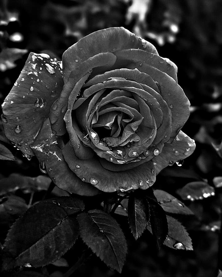 Black and White Styled Rose with Raindrops Stock Photo - Image of ...