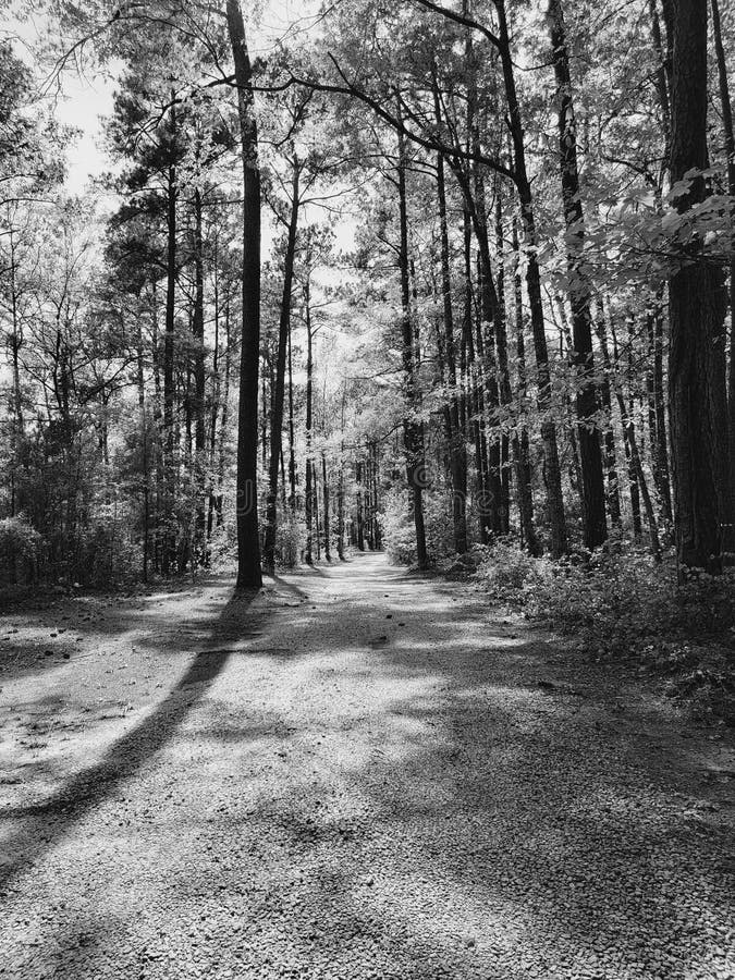 Black and White Sunny Wooded Driveways Stock Image - Image of plant ...