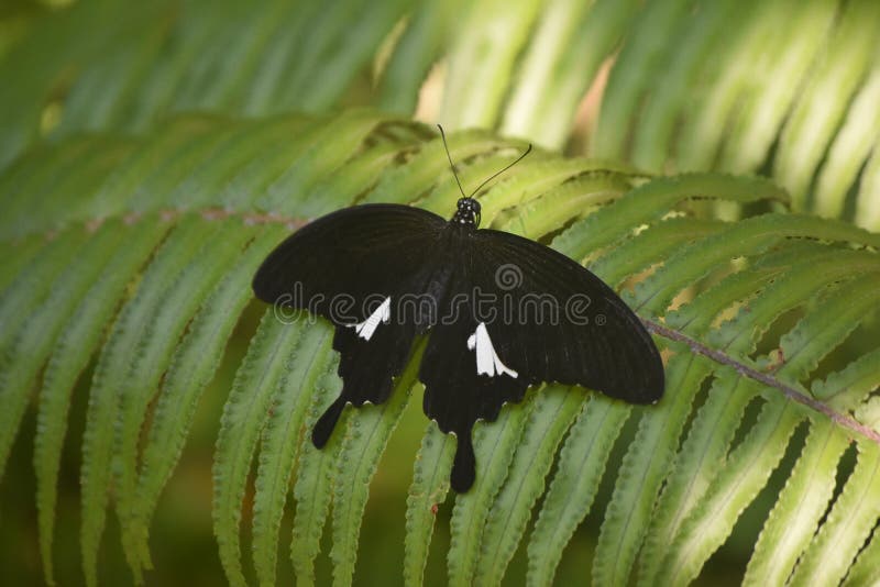 Black and White Swallowtail Butterfly with His Wings Spread Stock Photo ...