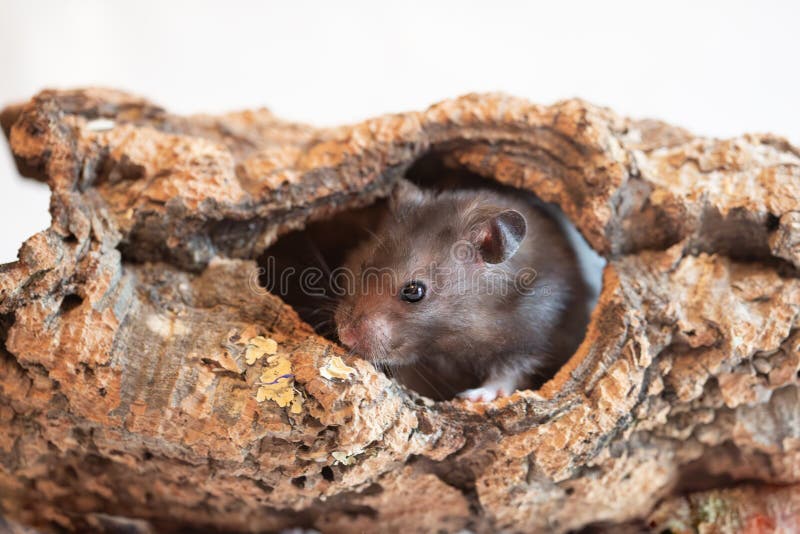 Black and White Syrian Hamster in a Studio Stock Image - Image of ...
