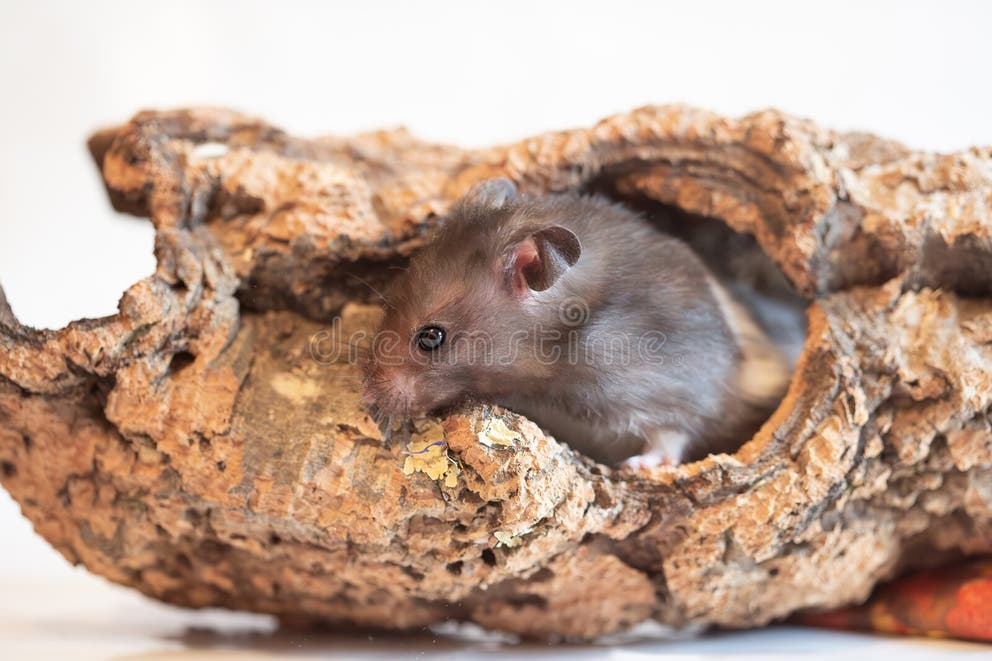 Black and White Syrian Hamster in a Studio, in a Tree Trunk Stock Photo ...