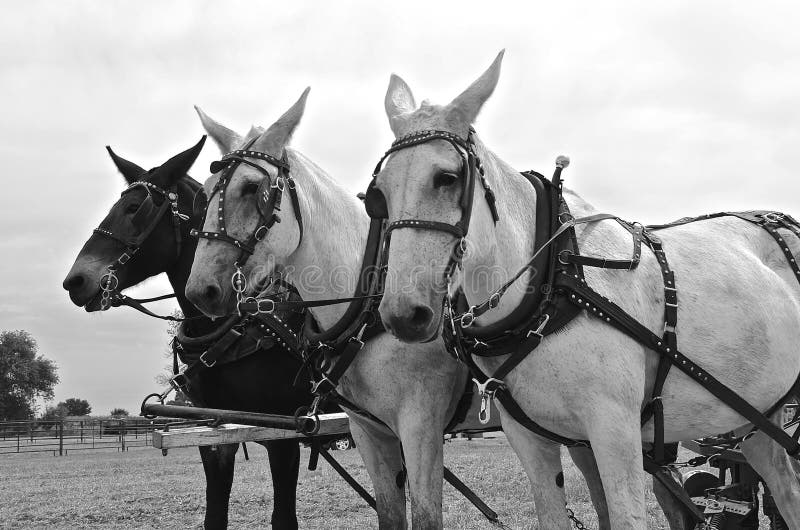 Team Of Six Mules Pulling Wagon Stock Image - Image of horse ...