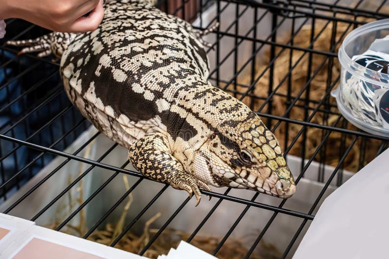 Black and White Tegu stock photo. Image of desert, dragon - 318465994