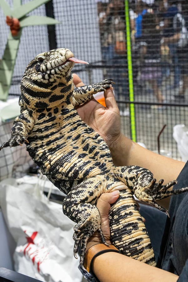 Black and White Tegu stock photo. Image of green, amphibian - 322570094