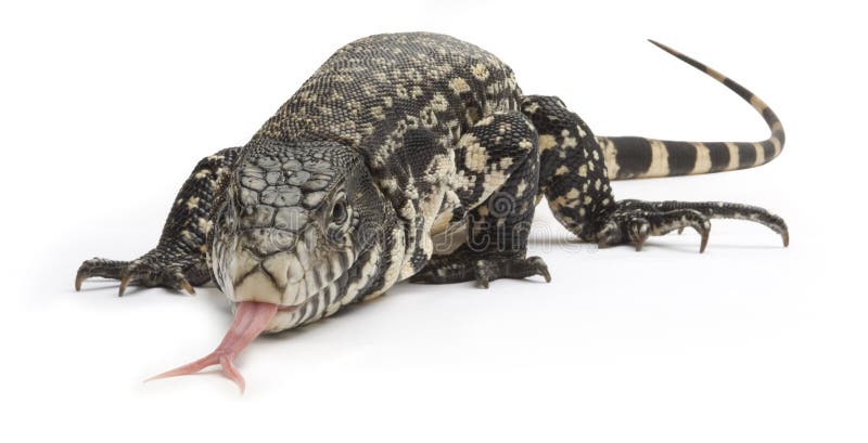 Tegu Stock Photos - Download 282 Royalty Free Photos