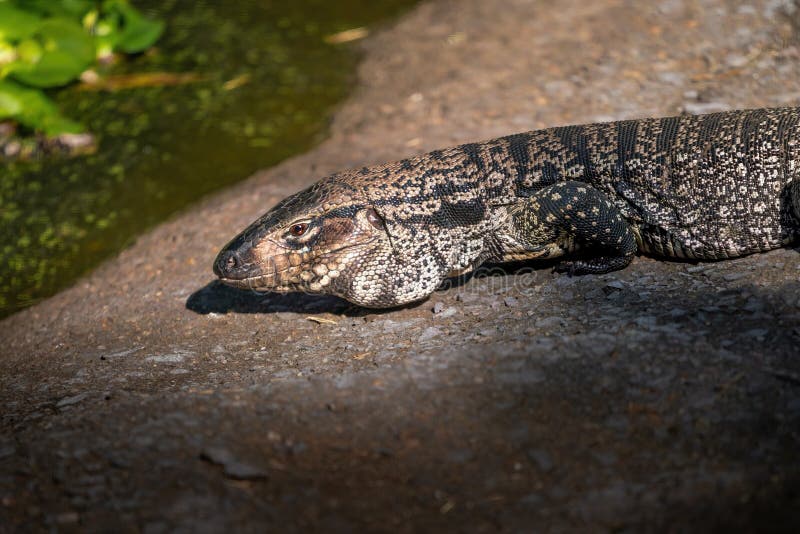 Black and White Tegu Lizard Stock Image - Image of argentine, reptile ...