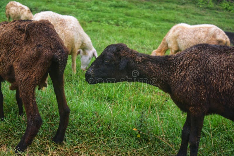 Ziyadatul Hikmah (Datoeltoel) - Photographer profile