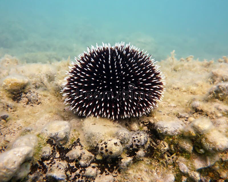 47+ Black urchin Free Stock Photos - StockFreeImages