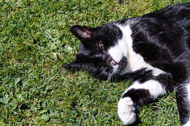 Cat without nose stock photo. Image of cats, sneeze - 219291970