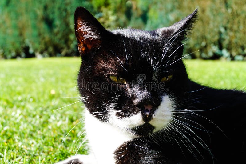 Cat without nose stock photo. Image of feline, mammal - 219291792