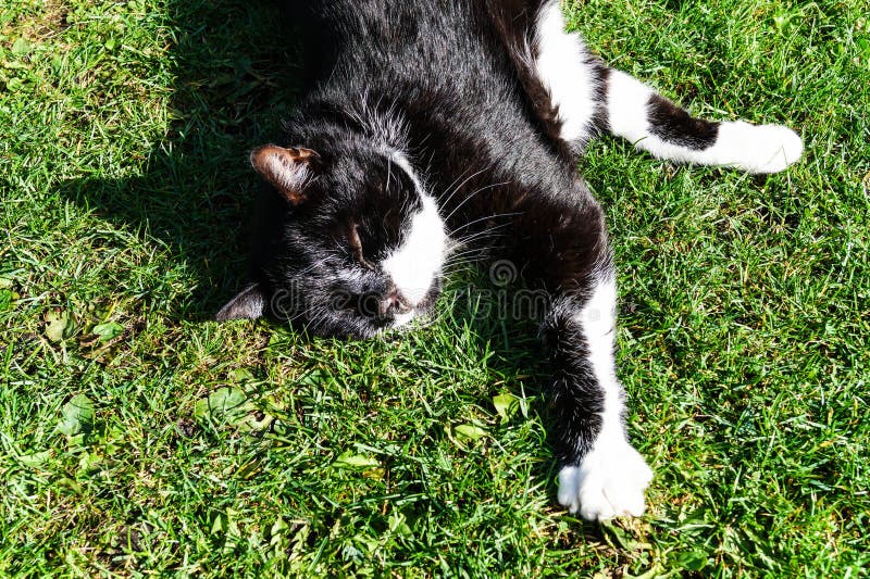 Cat without nose stock photo. Image of infect, animal - 219291902