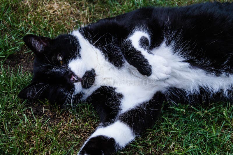 Cat without nose stock image. Image of allergic, nose - 219291947