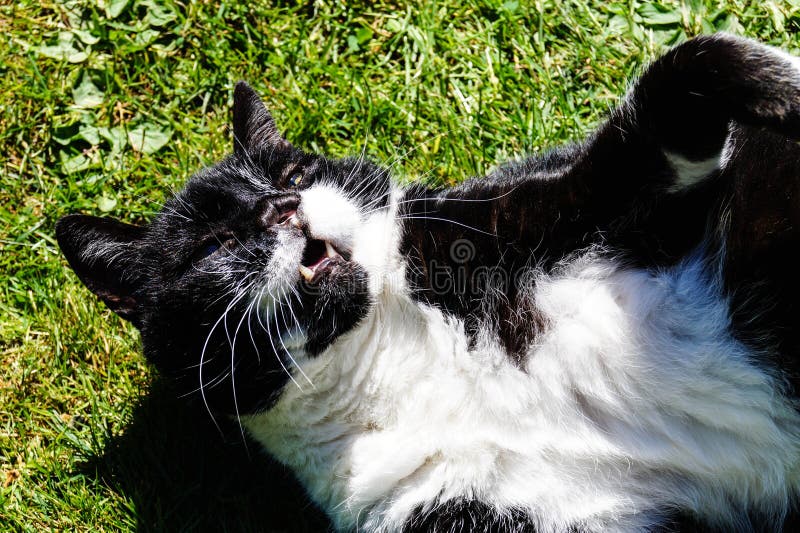Cat without nose stock image. Image of sneeze, outdoor - 219292005