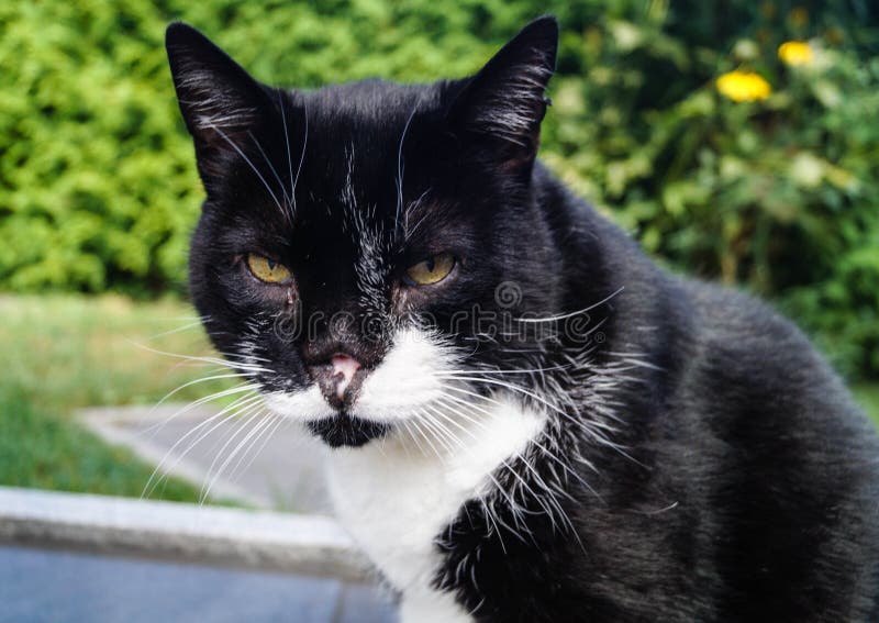 Cat without nose stock image. Image of grass, domestic - 219292041
