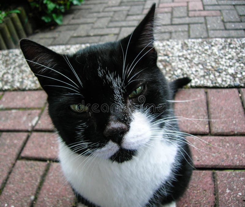 Cat without nose stock photo. Image of allergic, cute - 219292046