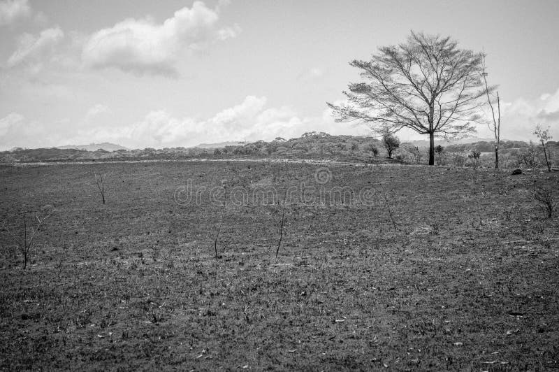 Black white tree stock image. Image of tropical, landscape - 100129679