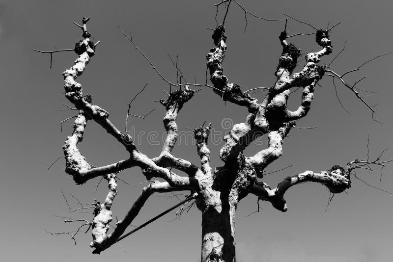 Black and White Tree with Angry Branches Stock Photo - Image of angry ...