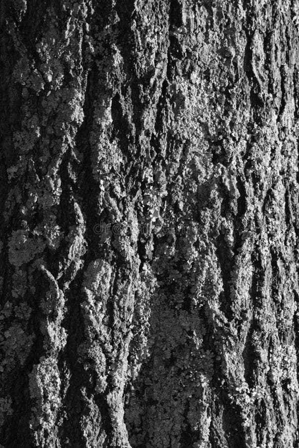 Black and White Tree Bark Texture Stock Image - Image of natural, white ...