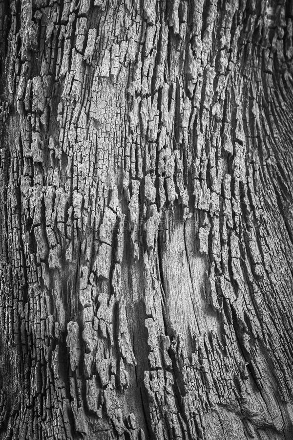 Black and White Tree Bark Texture Stock Image - Image of nature ...