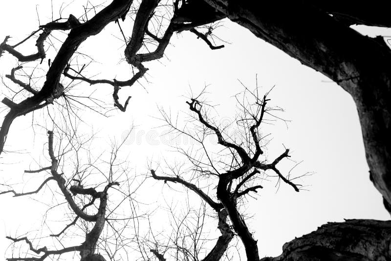 Tree branch stock photo. Image of nature, branch, wood - 95878442