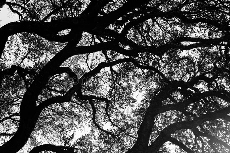 652 Tree Limbs White Background Stock Photos - Free & Royalty-Free ...