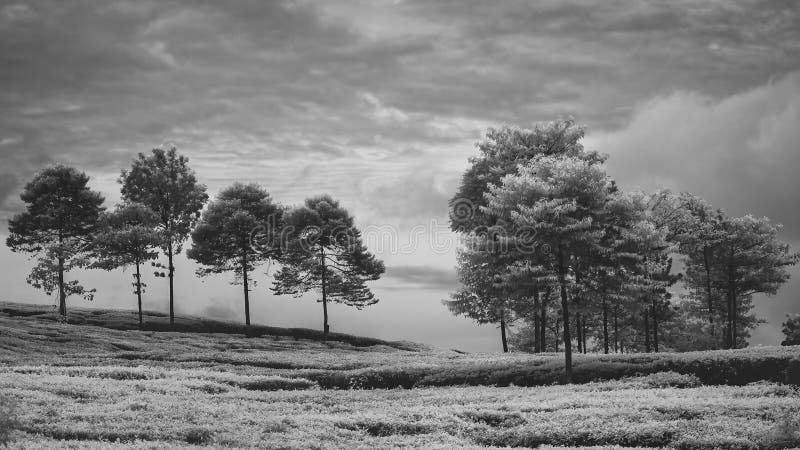 Black and white tree stock photo. Image of bogor, blackandwhite - 259402354